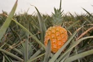 Conoce el origen de tu pueblo: Cotuí