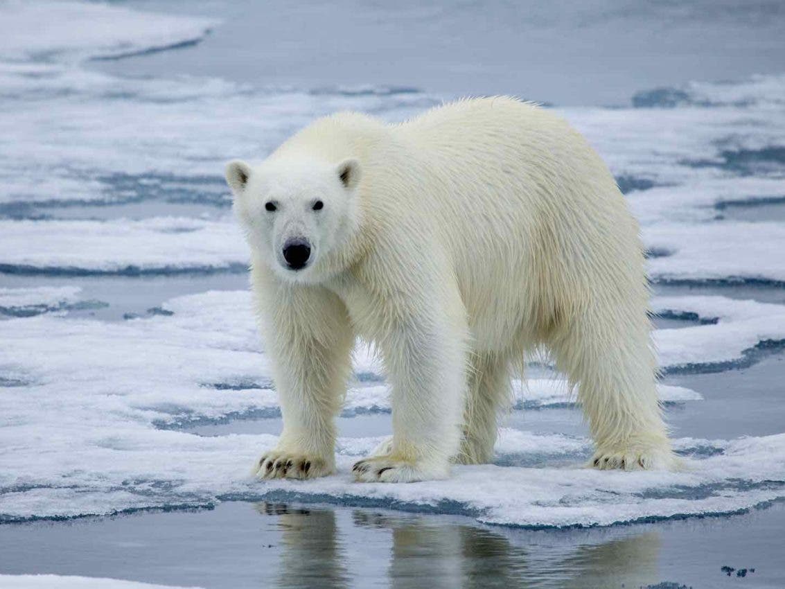 Osos polares del norte de Canadá mueren a ritmo acelerado