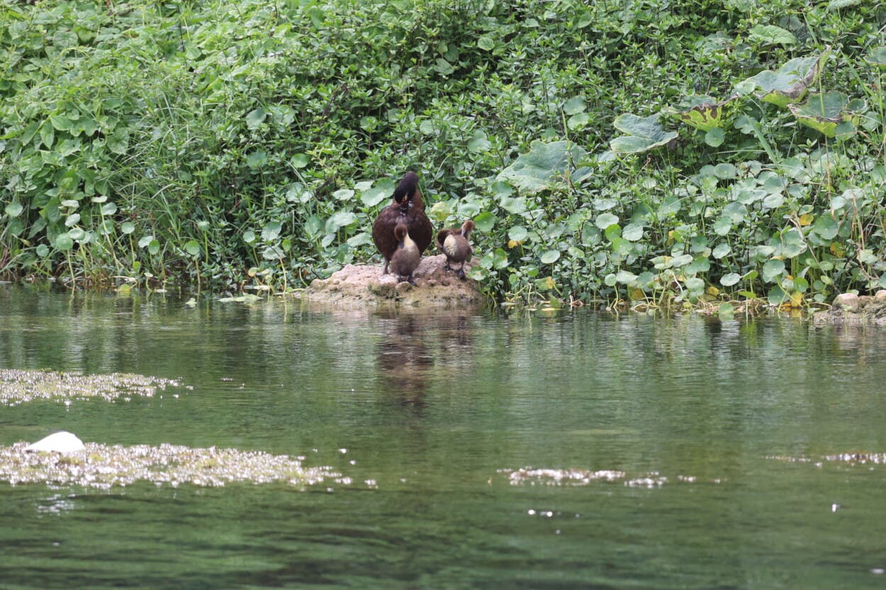 Los Patos, uno de los ríos más cortos del mundo e ícono de Barahona